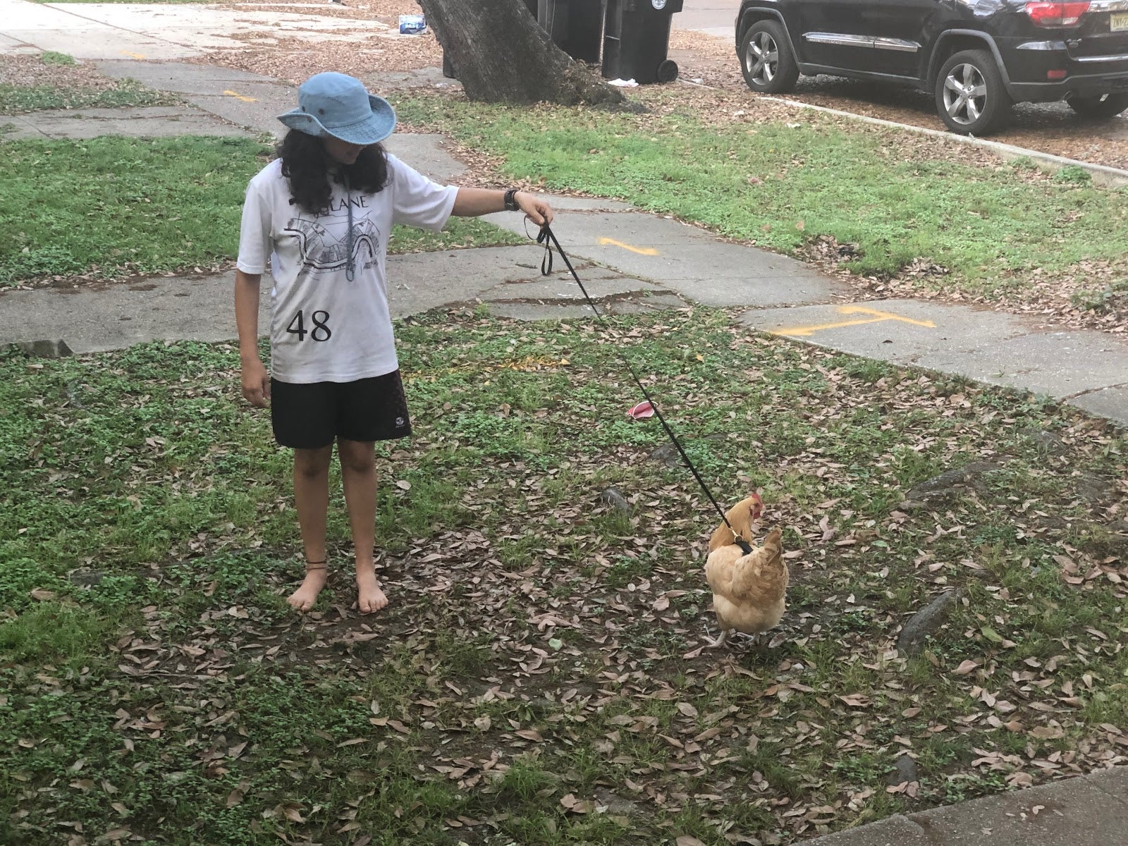 How to walk a chicken – Cabin Fever